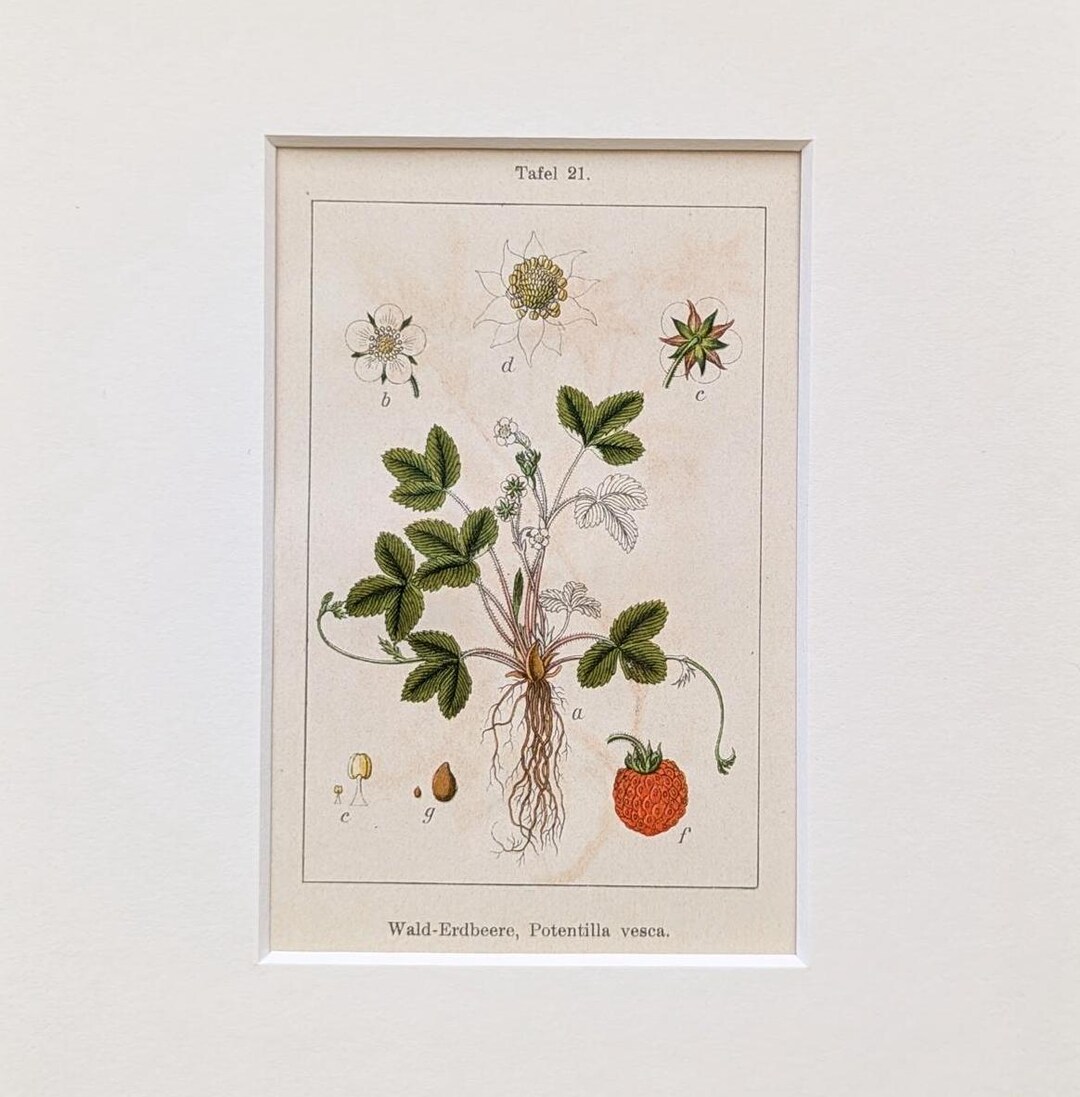 Wild Strawberry Vintage Plant Print From 1905 Medicinal Plant Old ...
