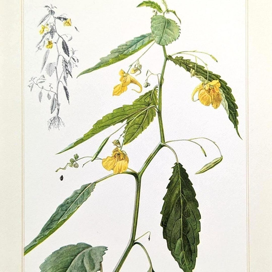 Vintage Print of Himalayan Balsam From 1959, Wildflower Botanical ...