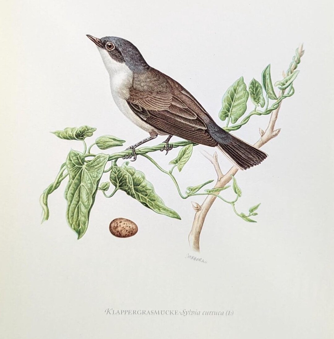 Warbler Vintage Bird Print Songbird Old Lithograph 50s Wild Bird ...