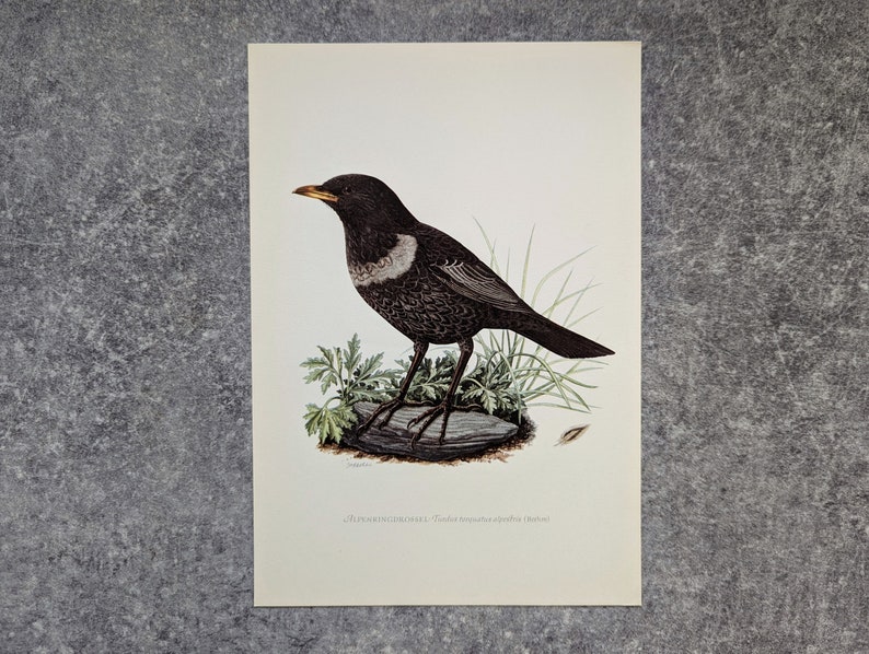 Ring Ouzel Bird Print Old Illustration Songbird Antique Lithograph 50s ...