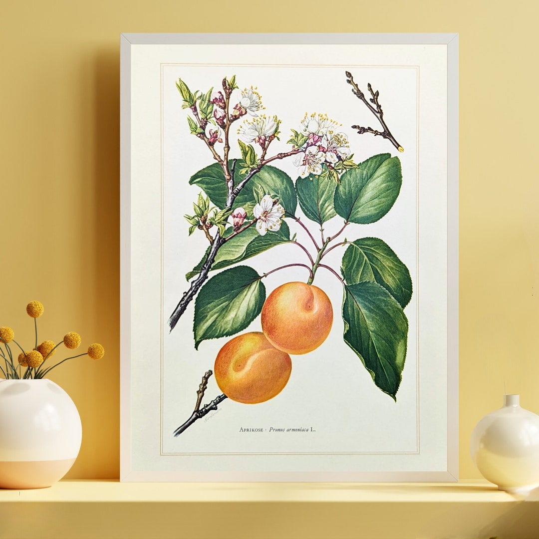 Apricots Original Lithograph From 1959 Vintage Poster Fruit Botanical ...