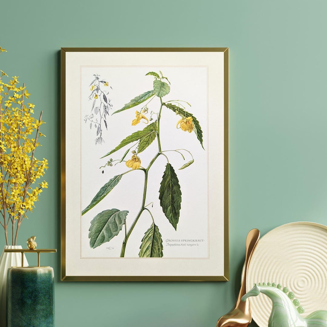 Himalayan Balsam Vintage Plant Print From 1959 Wildflower Old ...