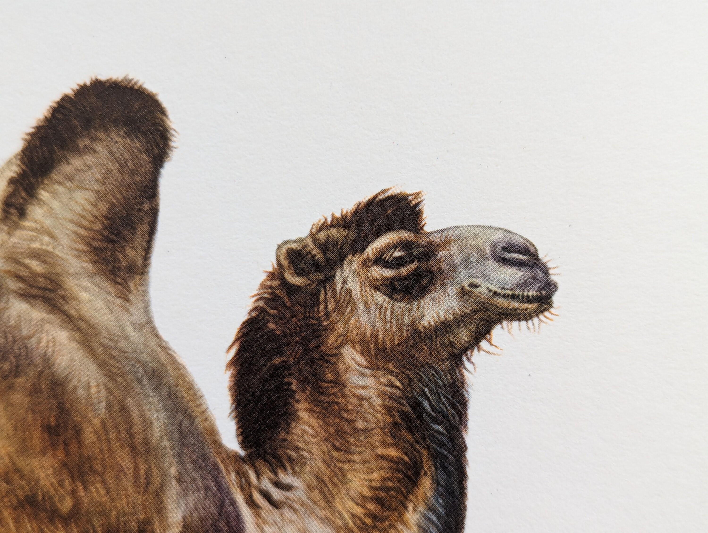 Camel Historical Print From 1959 Vintage Poster Original Bactrian Camel ...