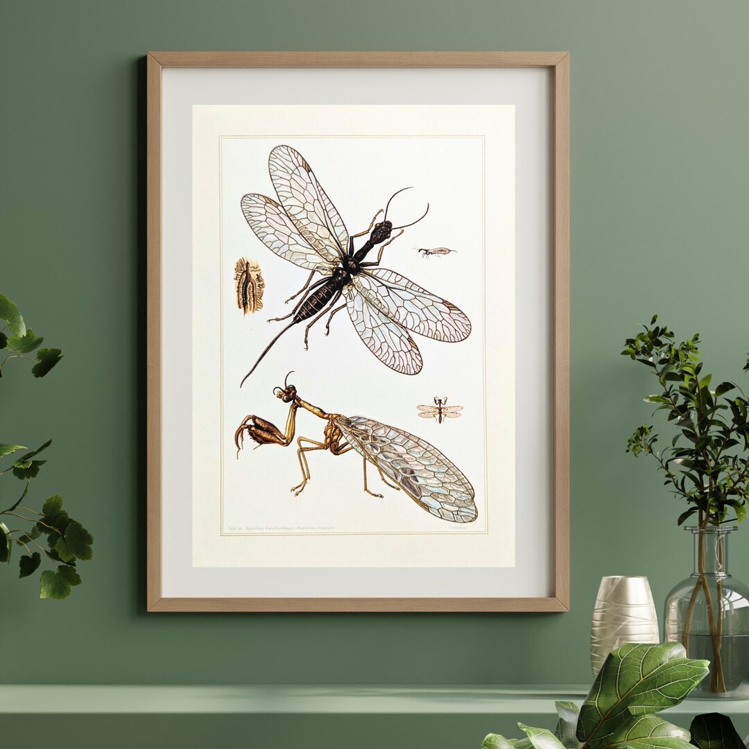 Catchy Original Print From 1956 Vintage Poster Flying Old Illustration Insects - Etsy