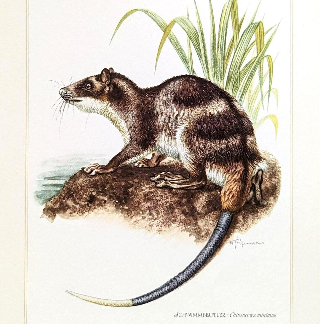 Vintage Possum Print From 1959, Original Lithograph, Yapok Antique ...