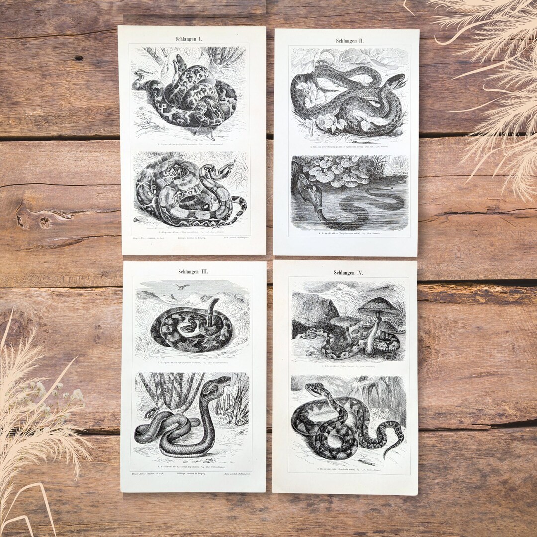 Snakes Antique Prints From 1897 Vintage Poster Original Reptile ...