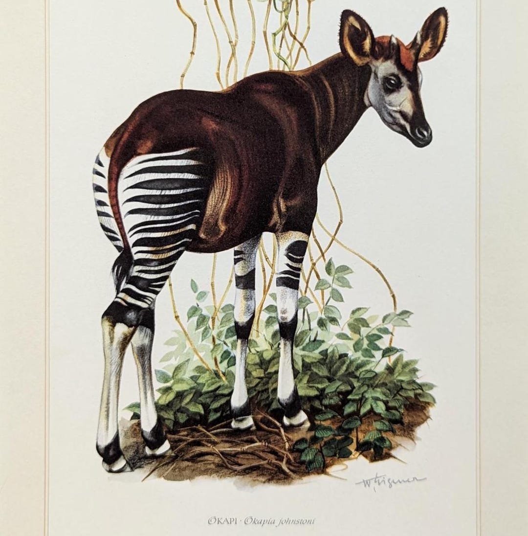 Okapi Vintage Animal Print From 1959 Original Lithograph Wildlife Old Illustration With ...