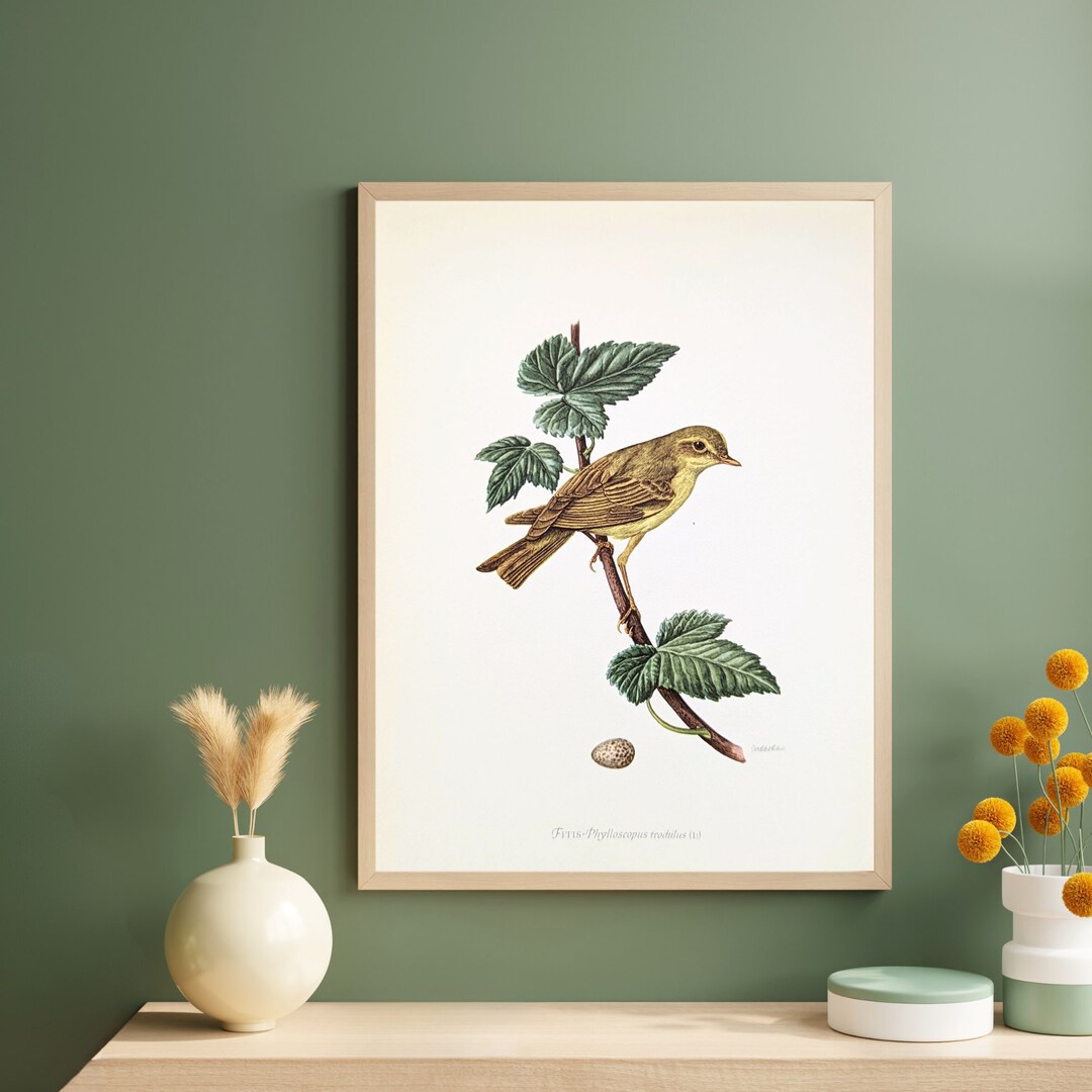 Willow Warbler Original Print From 1952 Vintage Poster Songbird Old ...