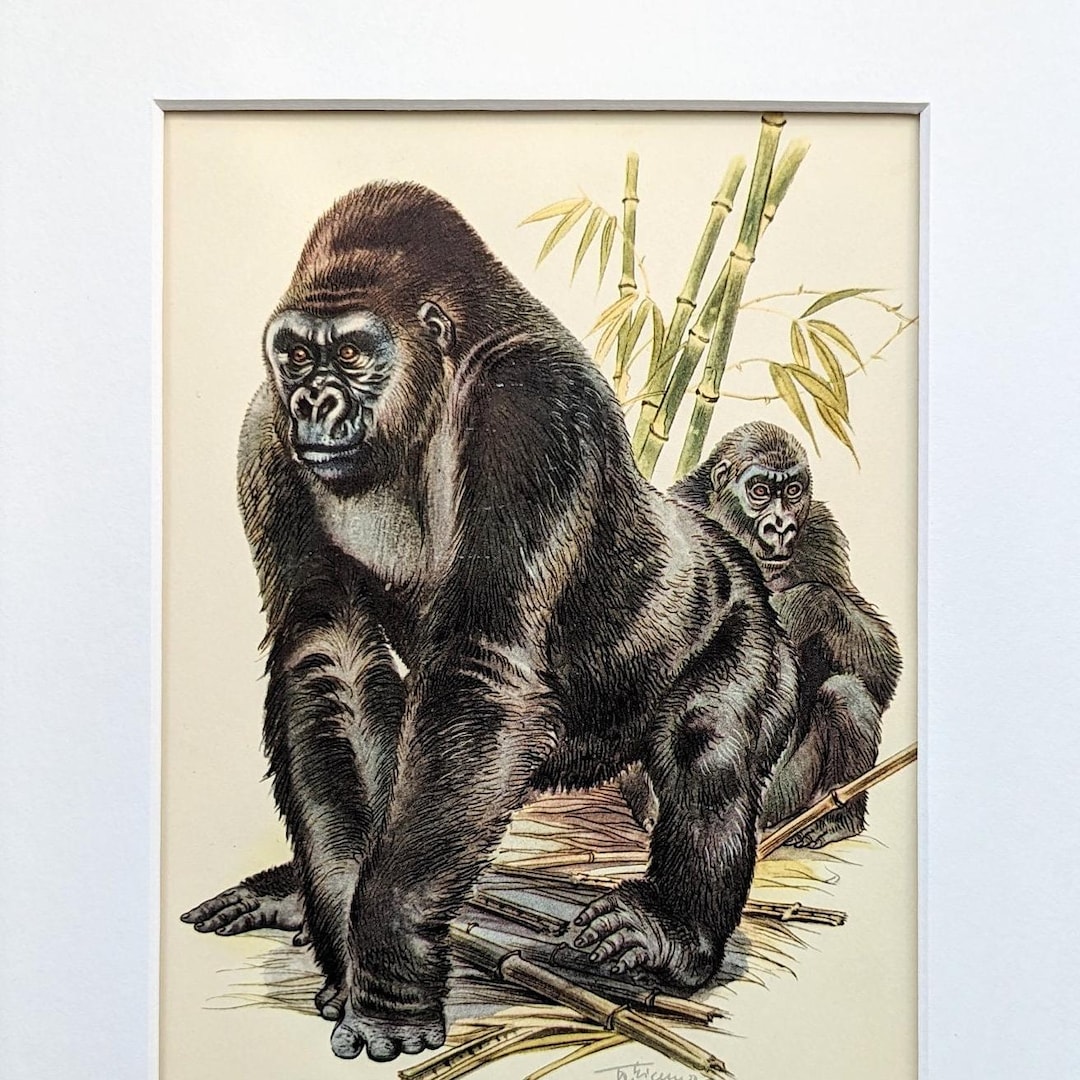 Gorilla Vintage Animal Print Antique Lithograph Monkey Old Illustration ...