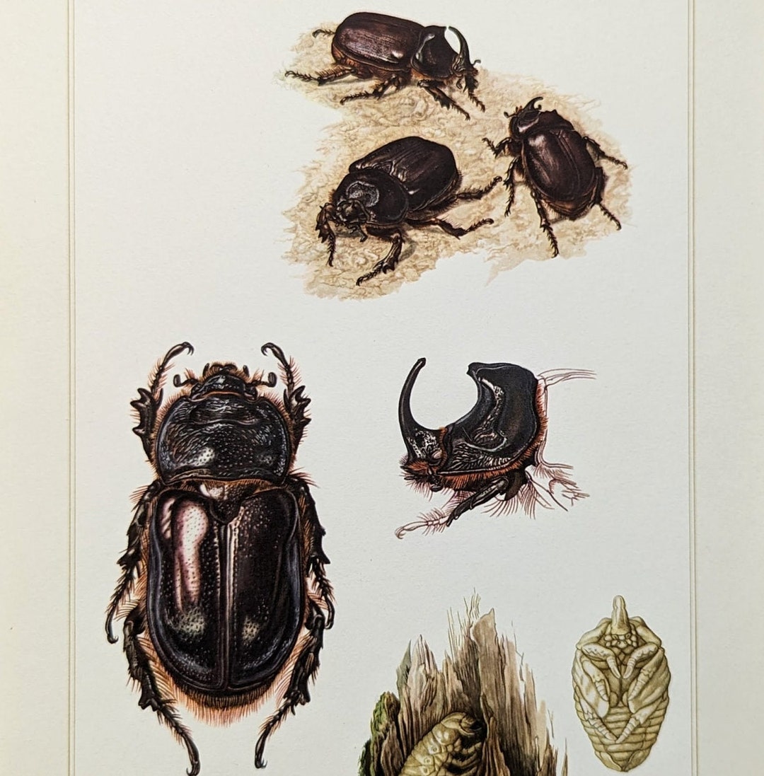 Rhinoceros Beetle Insect Print Beetle Old Illustration Vintage ...