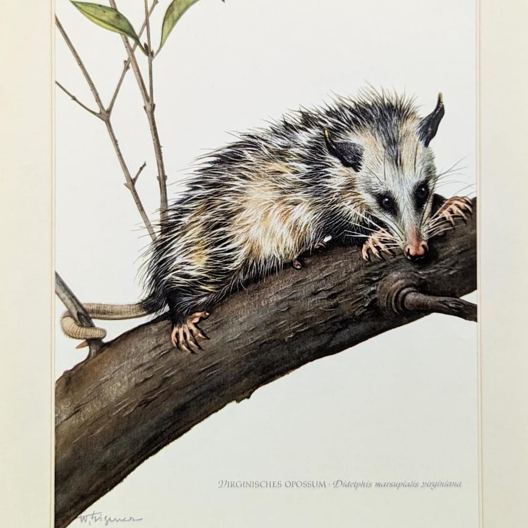Opossum Vintage Animal Print From 1959 Original Lithograph Opossum Old ...