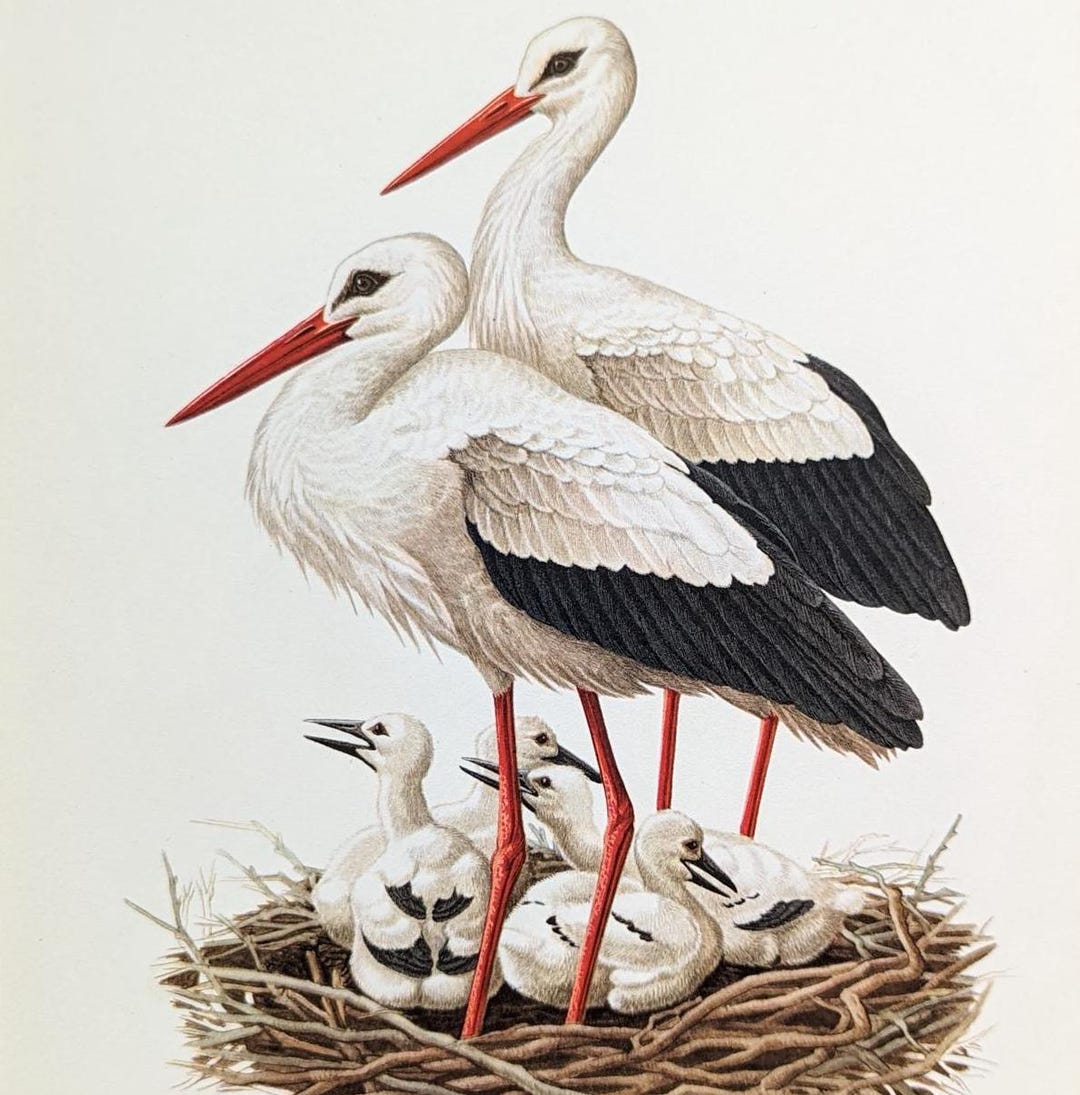 Stork Vintage Bird Print From 1952 Old Lithograph Wild Bird Antique ...