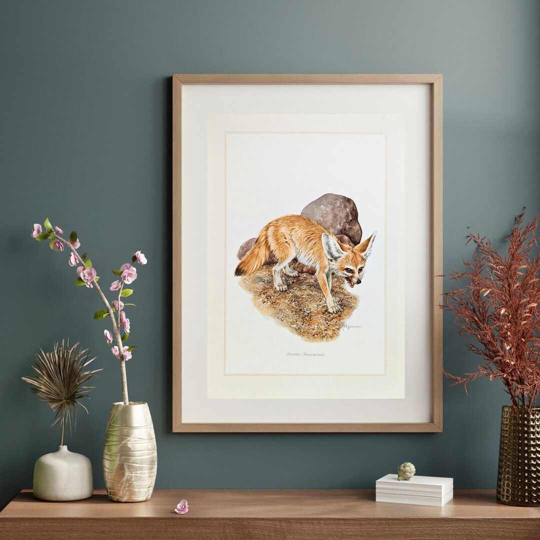 Fennec Original Print From 1959 Vintage Poster Desert Fox Old ...