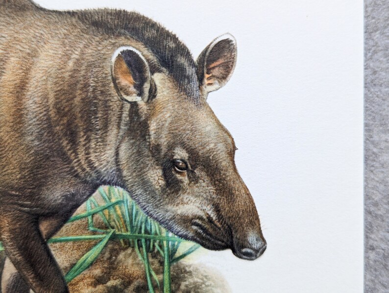 Tapir Original Print From 1959 Vintage Poster Wildlife Old Illustration ...