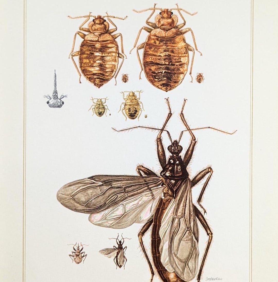 Bed Bug Old Insect Print Bugs Vintage Illustration Lithograph From the ...