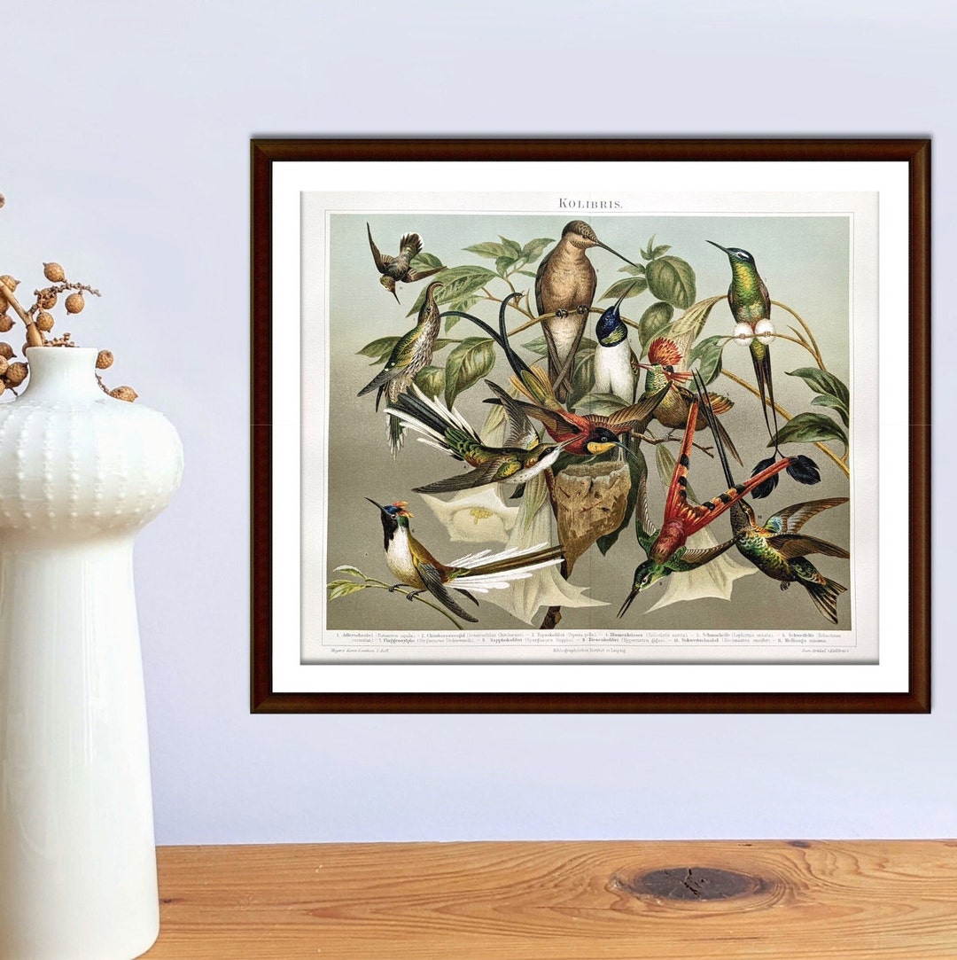 Hummingbirds Antique Lithograph From 1897 Vintage Poster - Etsy