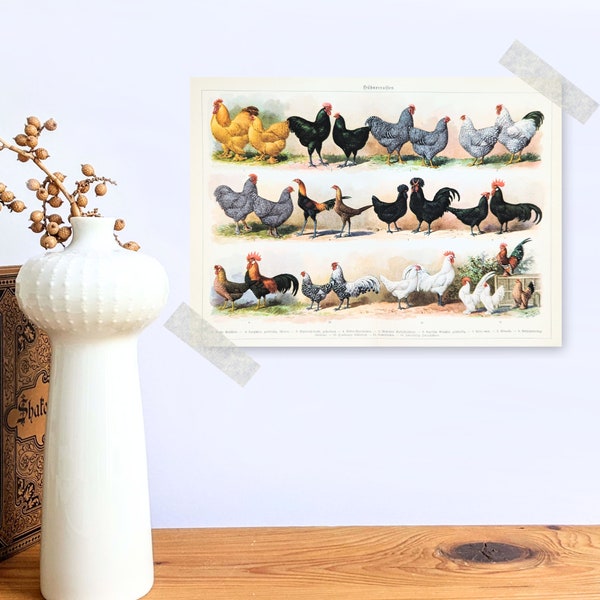 Chicken Breeds Poster - Etsy