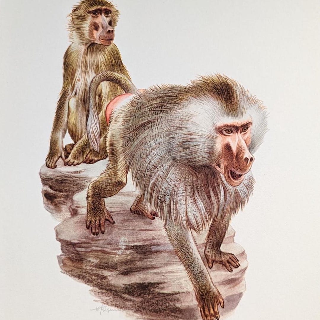 Baboon Vintage Animal Print From 1960 Antique Lithograph Monkey Old ...