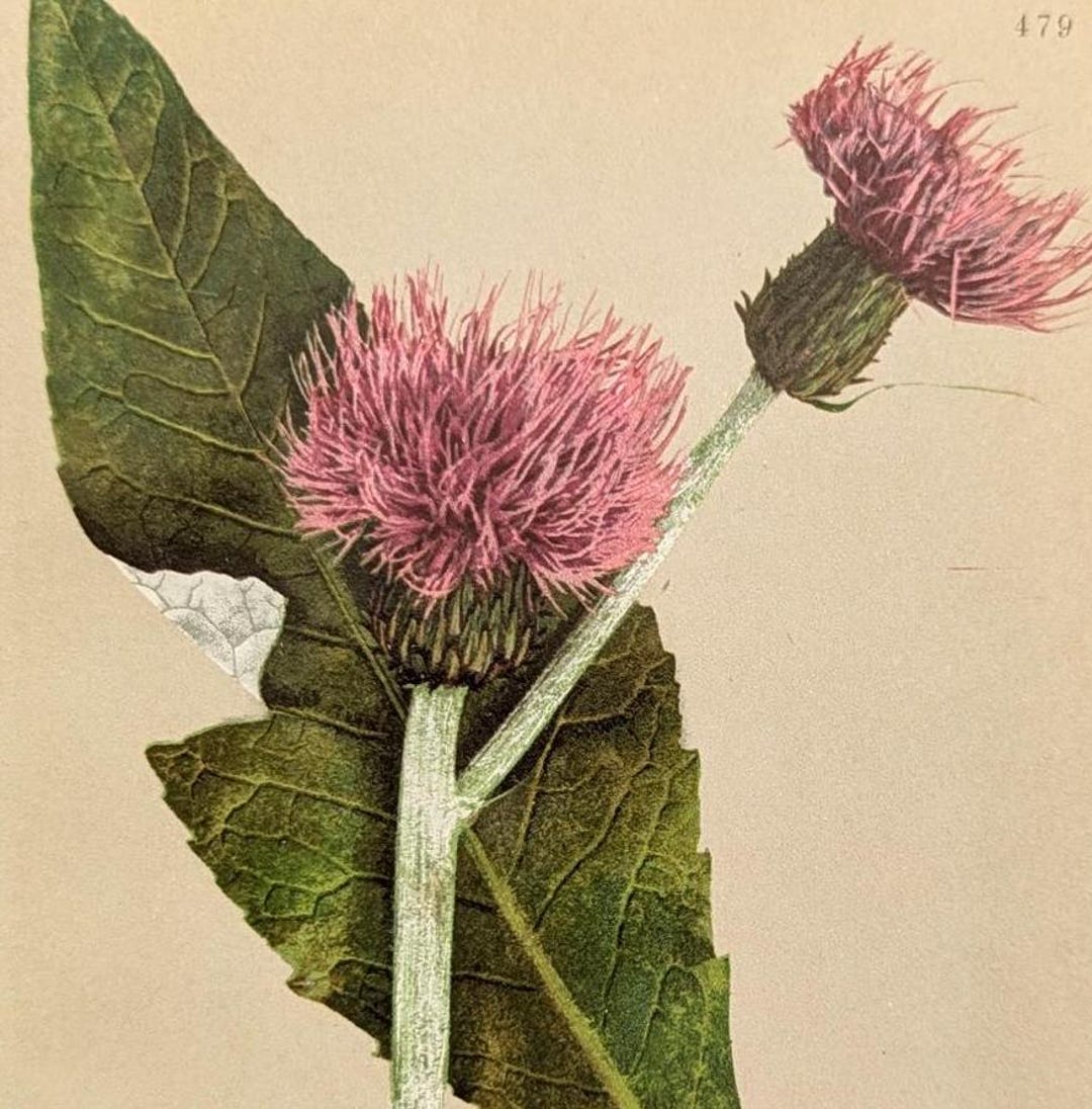 Thistle Vintage Plant Print From 1897 Medicinal Plant Old Lithograph ...