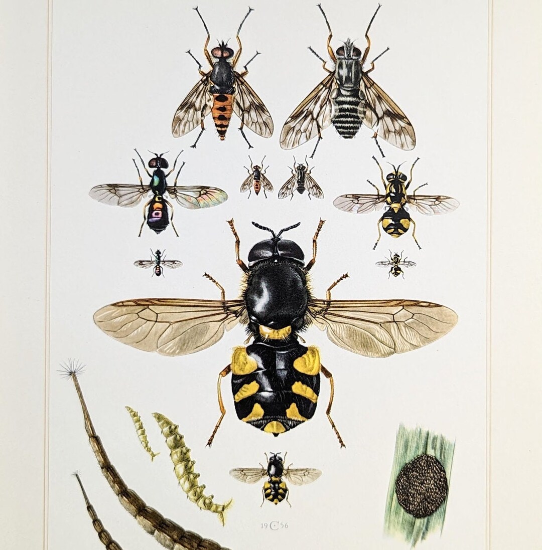Weapon Fly Insects Print Old Illustration Flies Antique Lithograph 50s ...