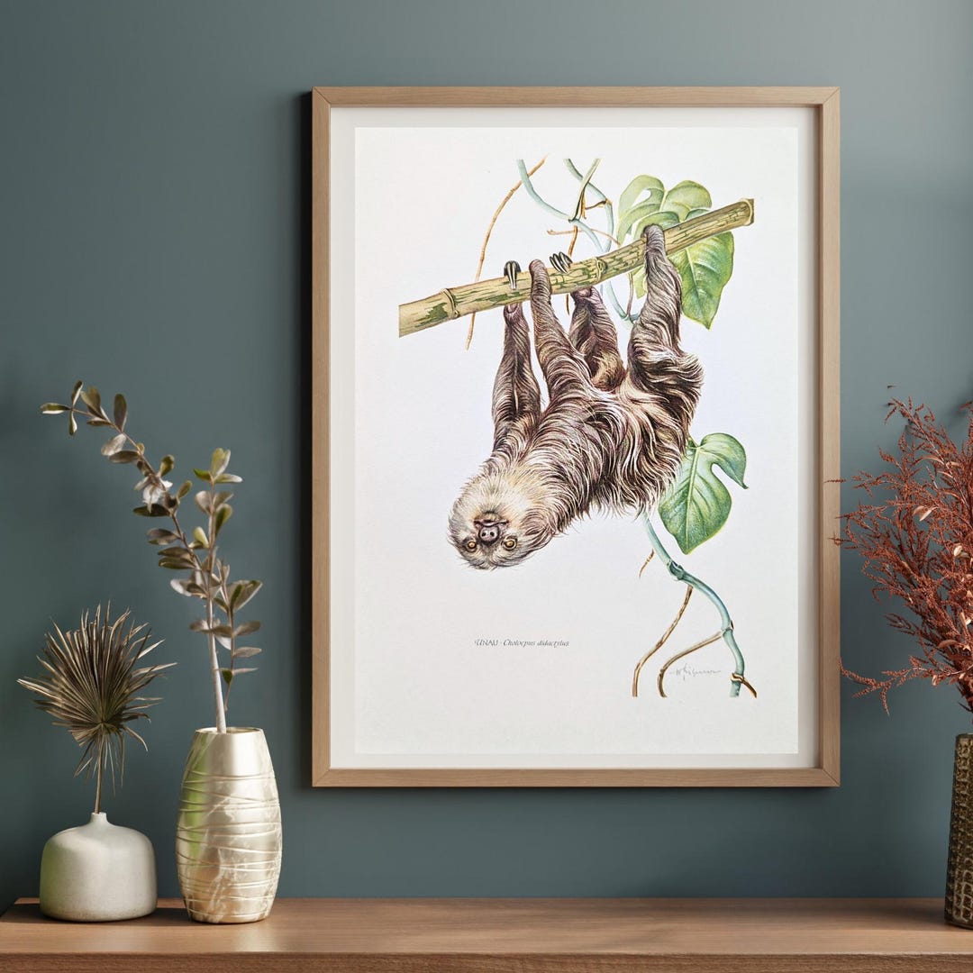 Sloth Animal Print Vintage Unau Lithograph Wild Animals Old ...