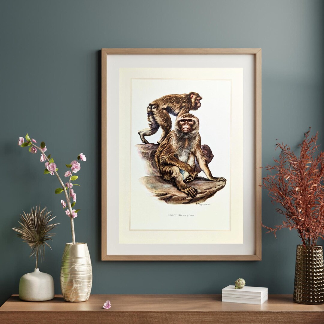 Barbary Macaque Vintage Animal Print Monkey Antique Lithograph Primates ...