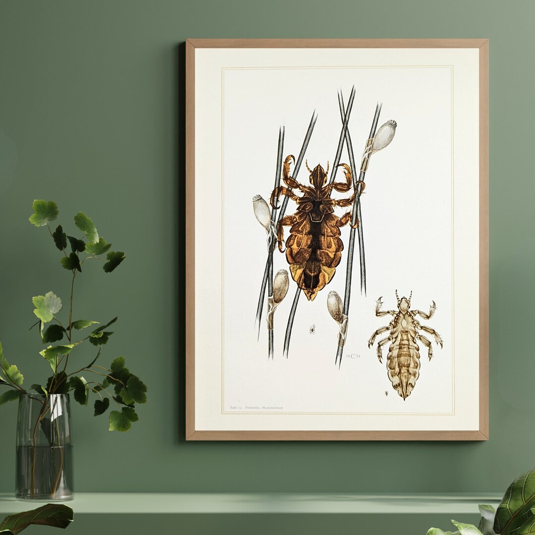 Head Lice Original Lithograph From 1956 Vintage Poster Lice Old ...