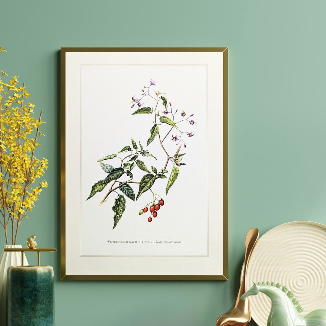Bittersweet Nightshade Original Print From 1959 Vintage Poster ...