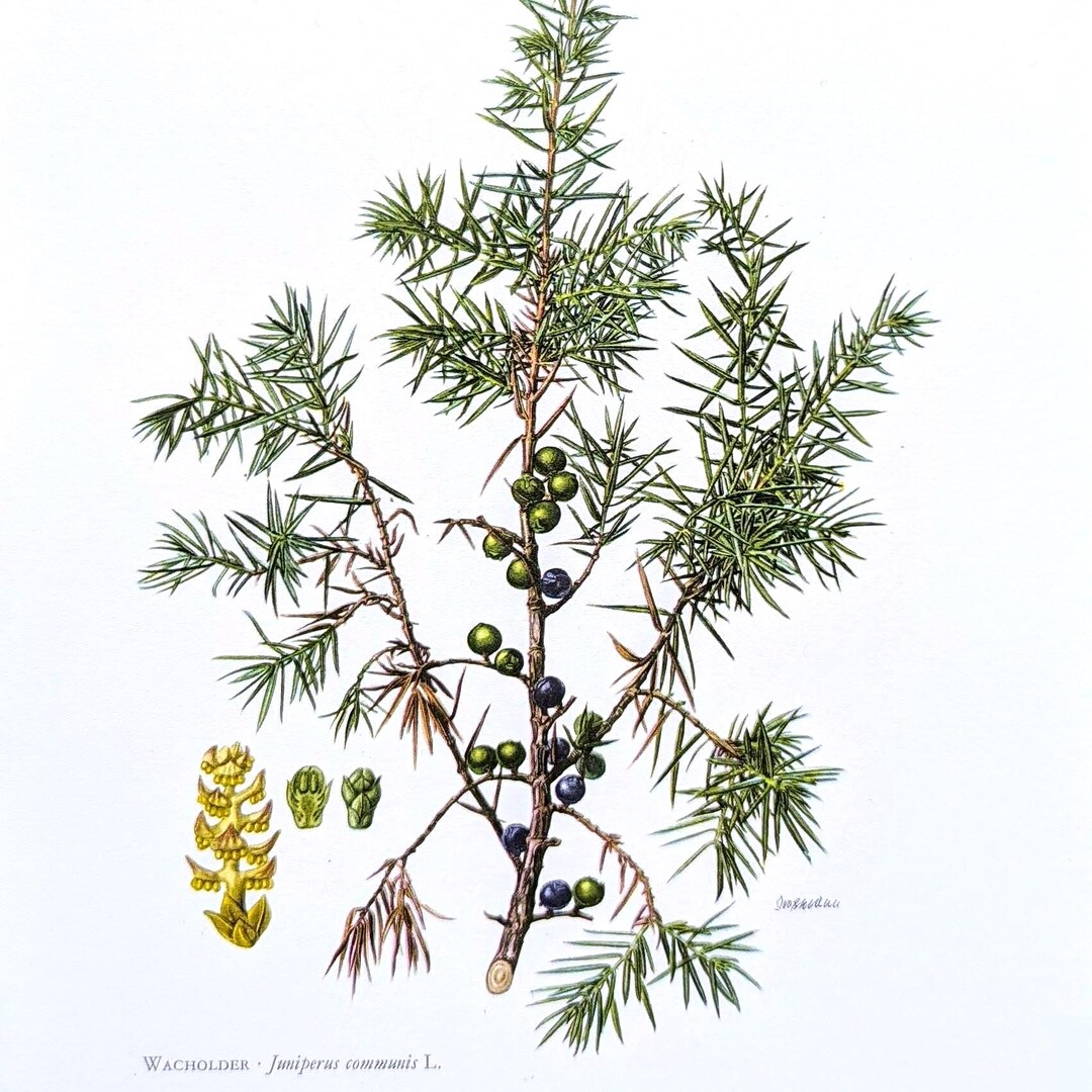 Juniper Vintage Plant Print From 1961 Medicinal Plant Original ...