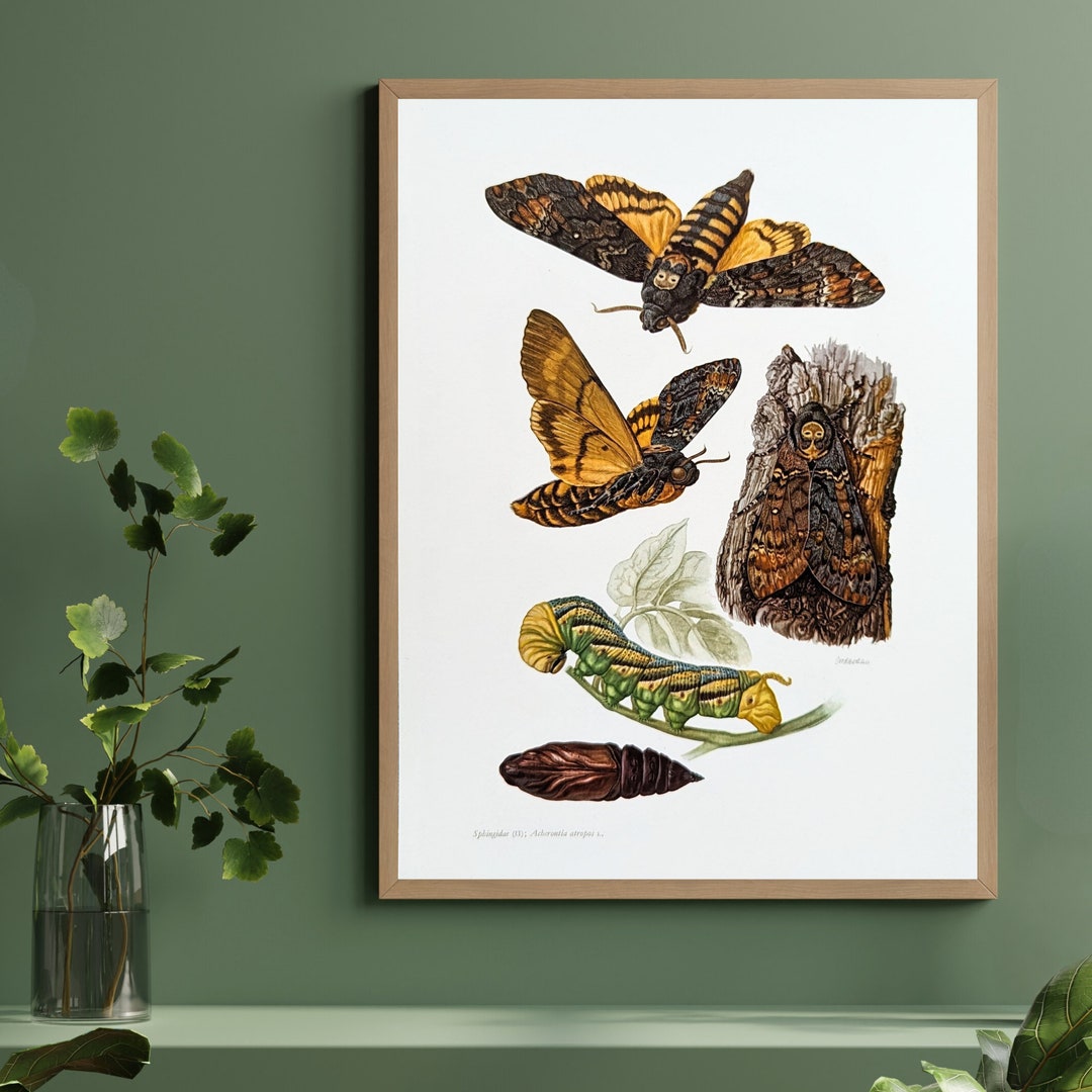 Death's-head Hawk-moth Original Print From 1961 Vintage Poster Moth Old ...