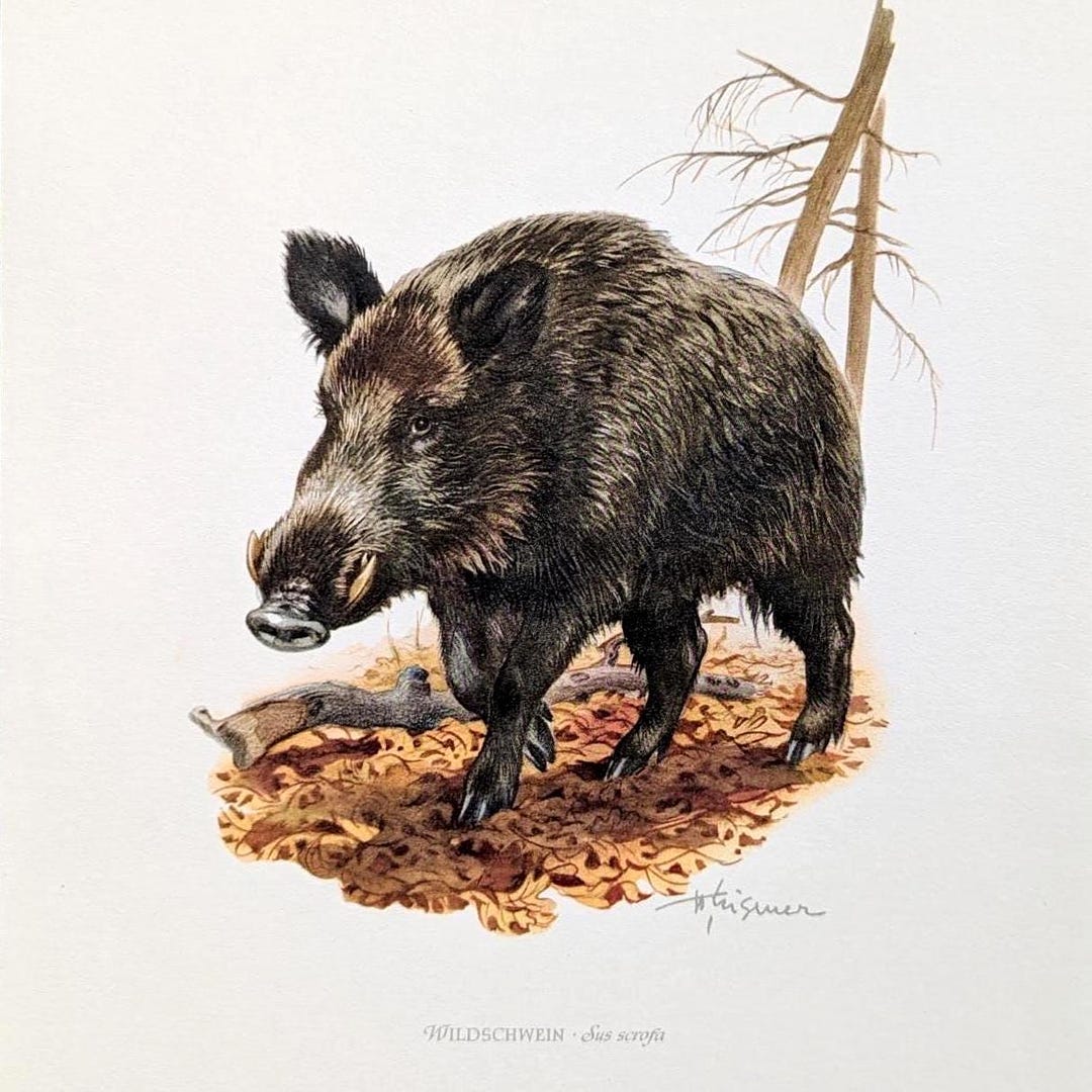 Wild Boar Vintage Animal Print From 1960, Original Lithograph, Wildlife ...