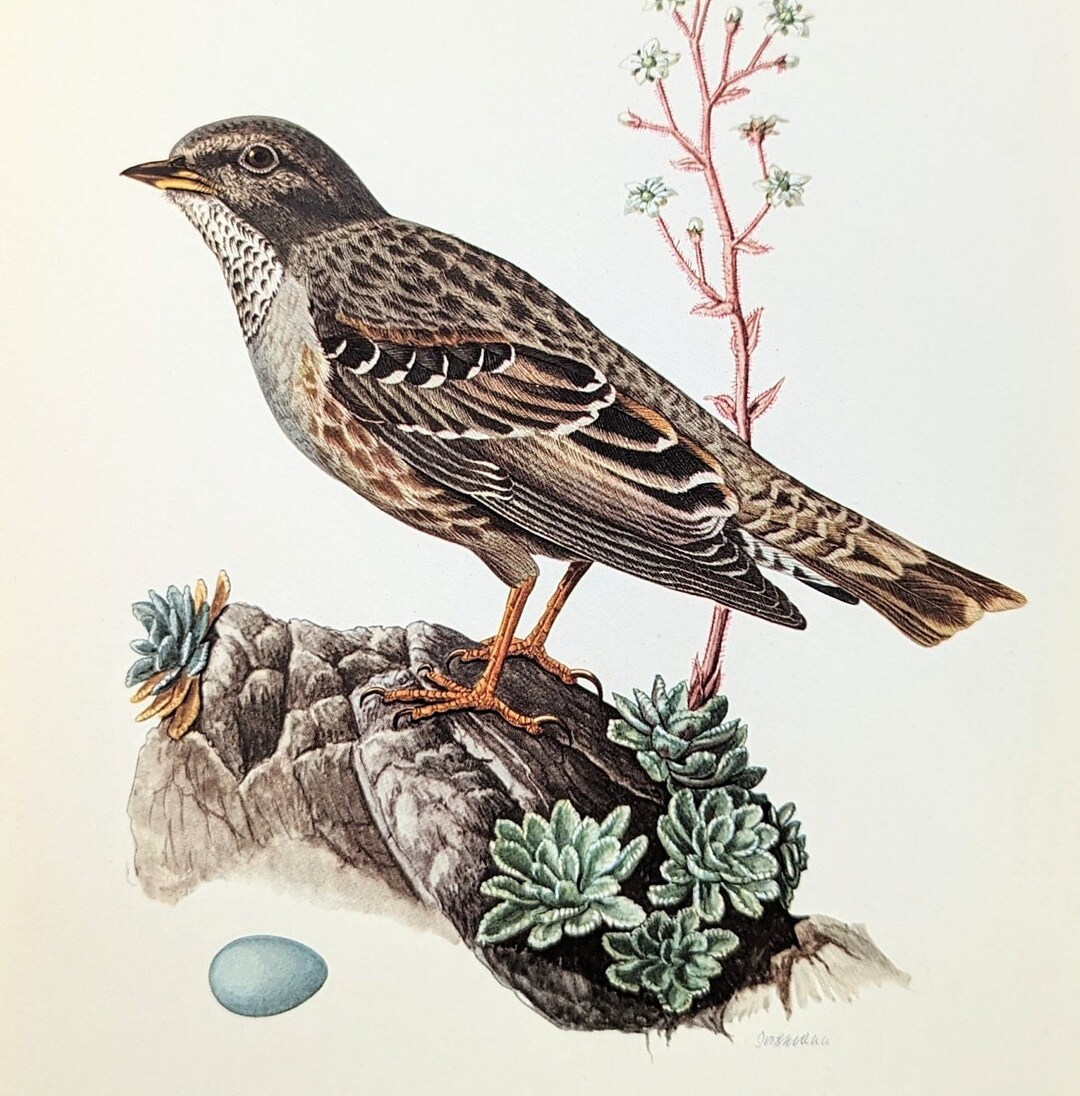 Alpine Accentor Bird Print Songbird Old Illustration Wild Bird Antique ...