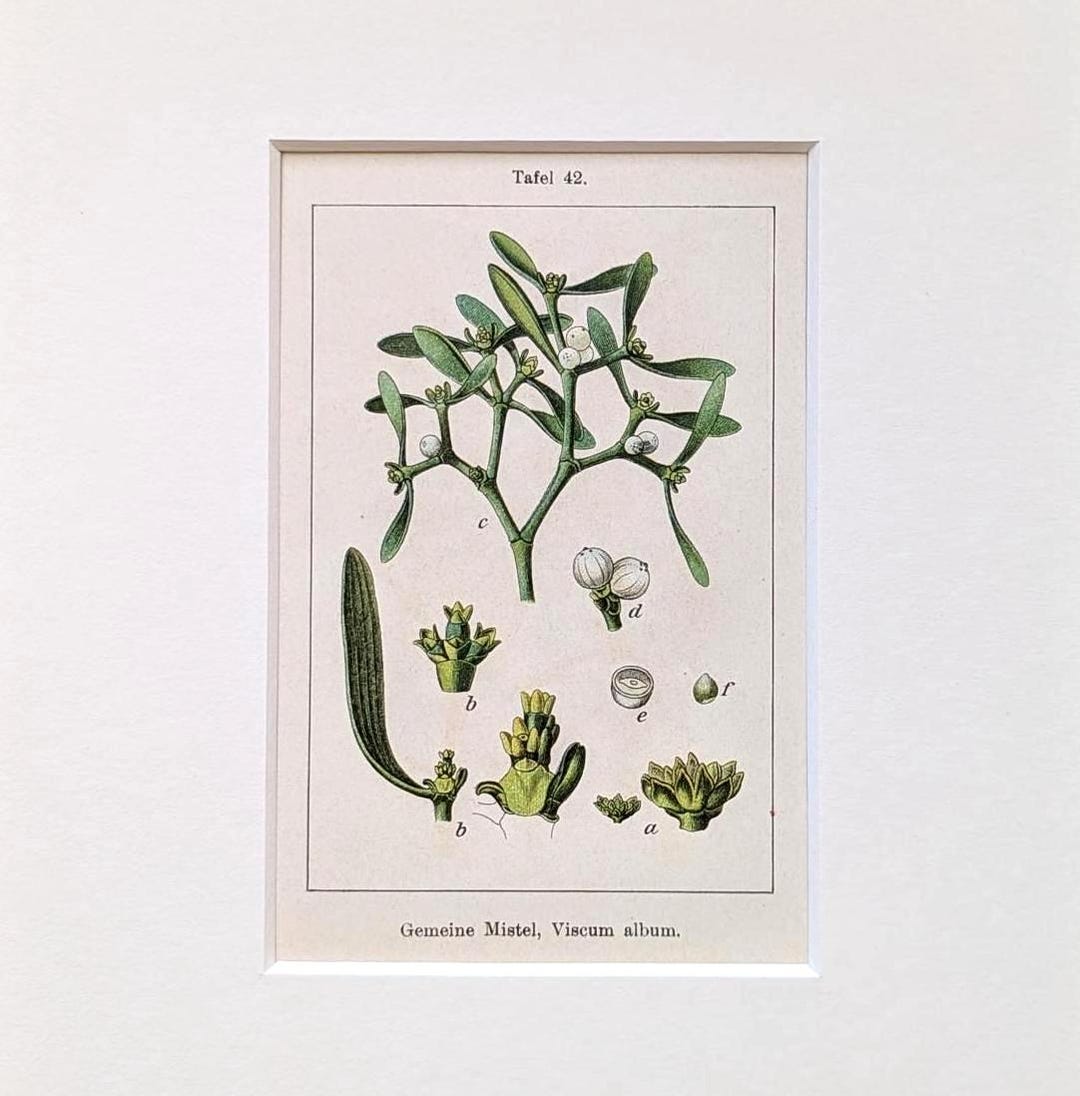 Mistletoe Vintage Plant Print From 1905 Medicinal Plant Original ...