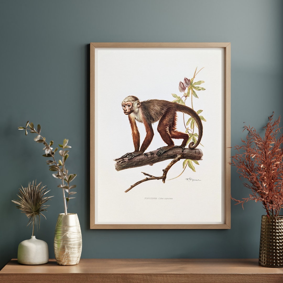 Capuchin Monkey Animal Print Monkey Vintage Lithograph Primate Old ...