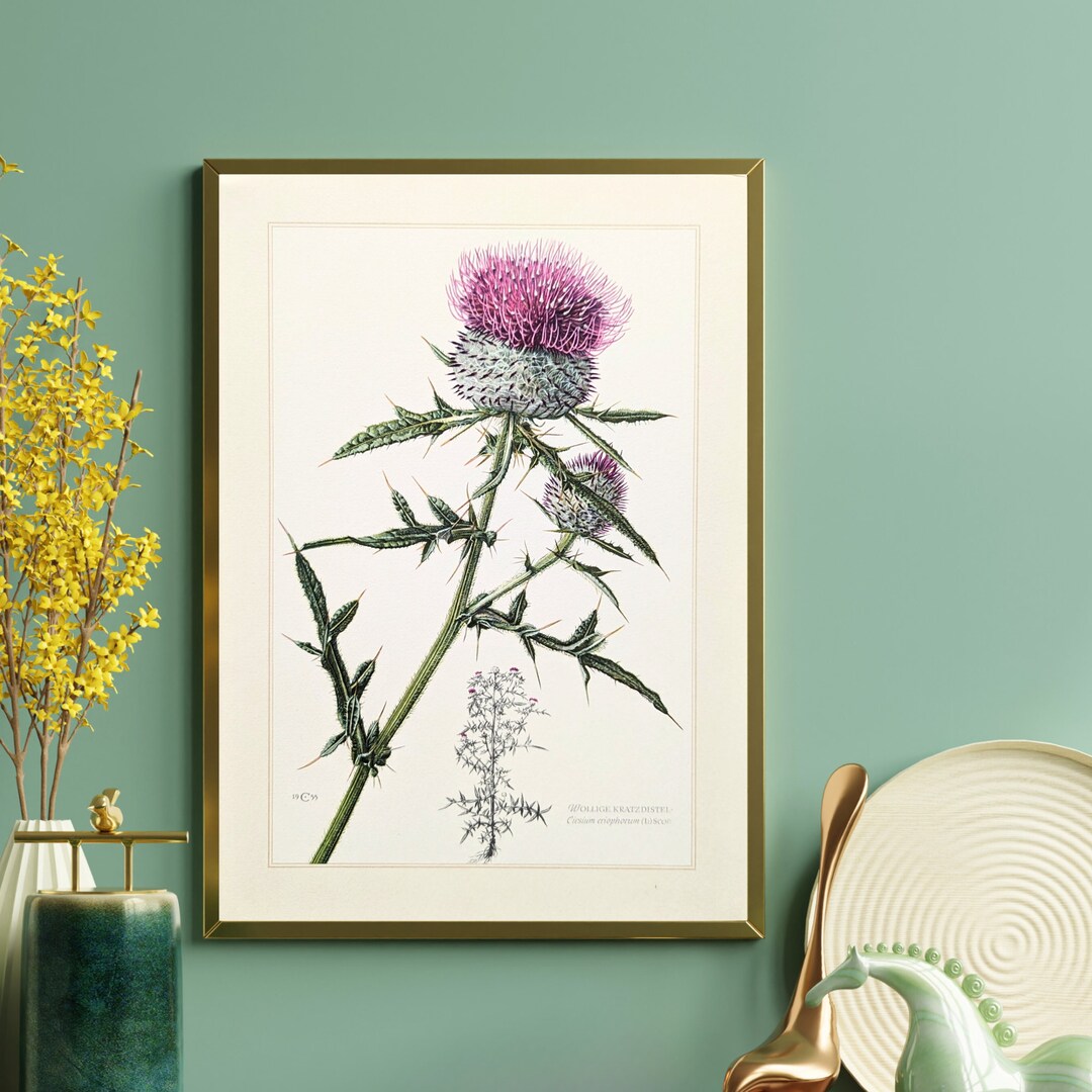Thistle Original Print From 1959 Vintage Poster Medicinal Plant ...