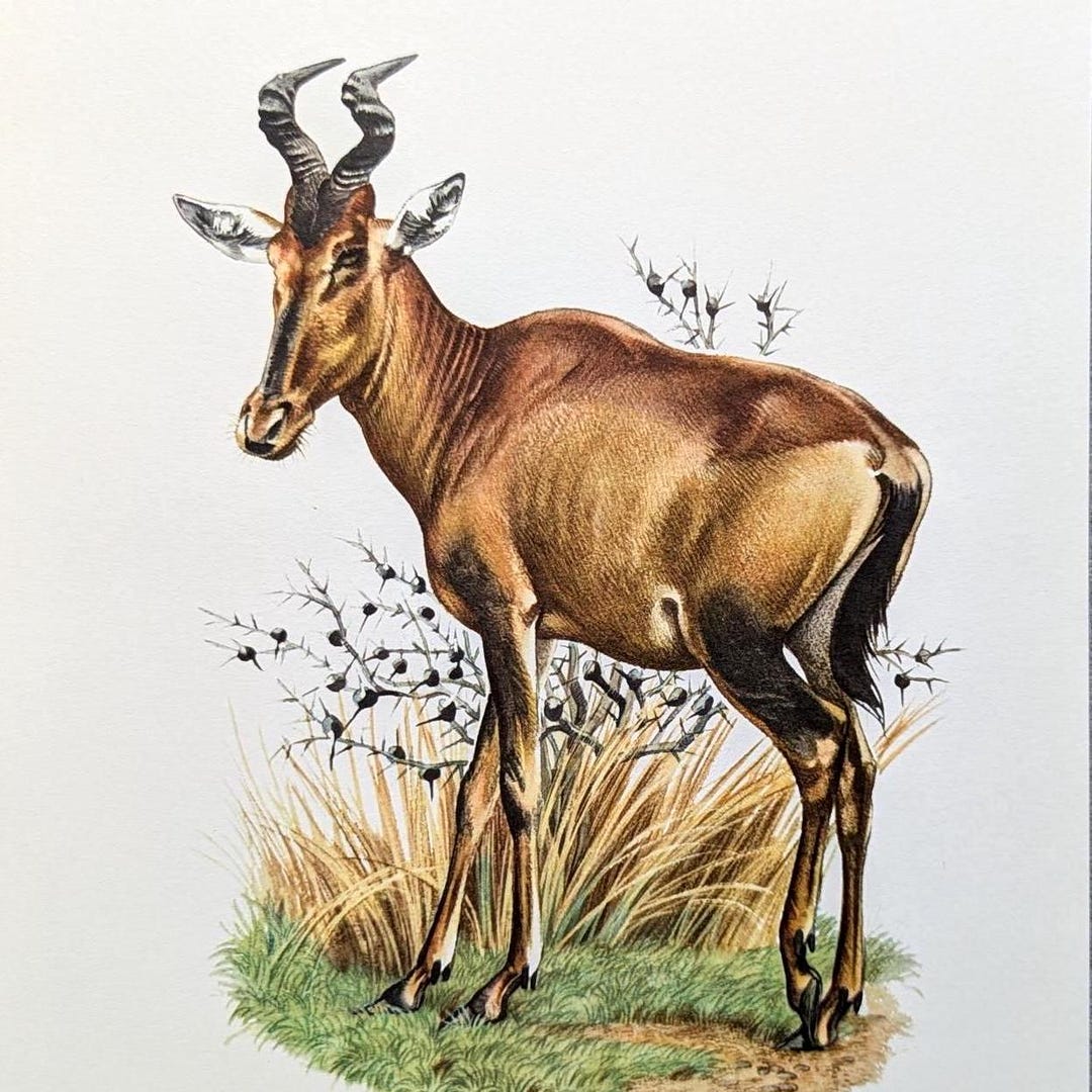 Hartebeest Antelope Vintage Animal Print From 1960 Original Lithograph ...