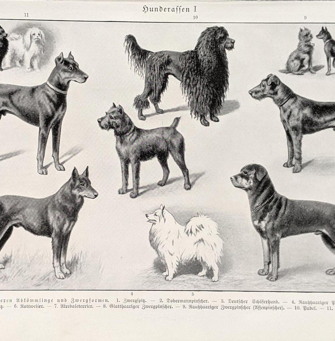 Dog Breeds Antique Animal Print From 1927 Vintage Lithograph Dogs Spitz ...