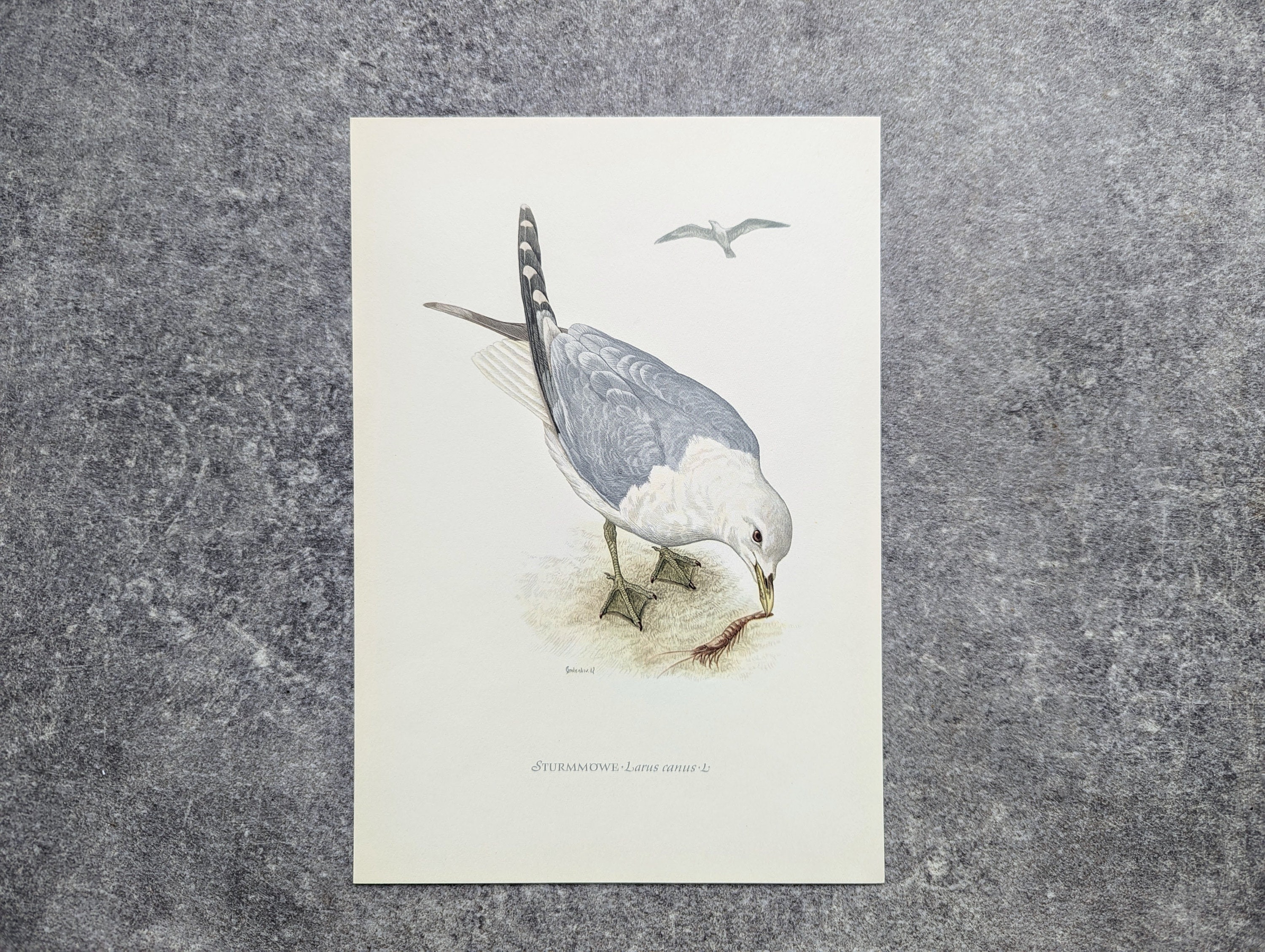 Common Gull Original Print From 1952 Vintage Poster Seagull Old ...