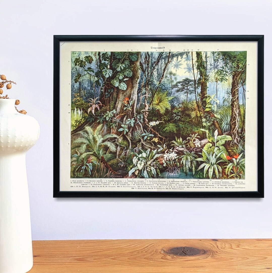 Rainforest Vintage Lithograph From 1927 Tropical Forest Botanical ...