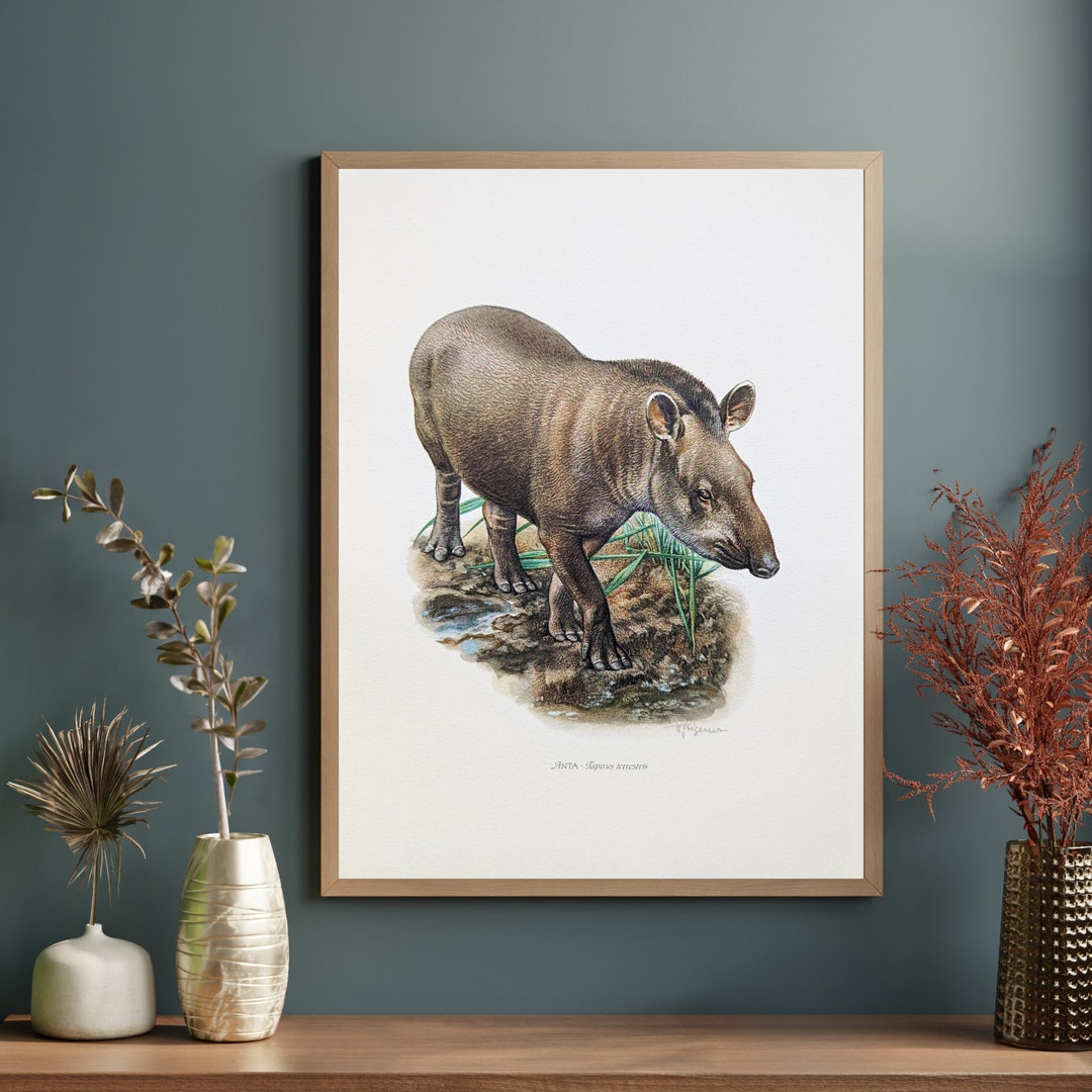 Tapir Original Print From 1959 Vintage Poster Wildlife Old Illustration ...