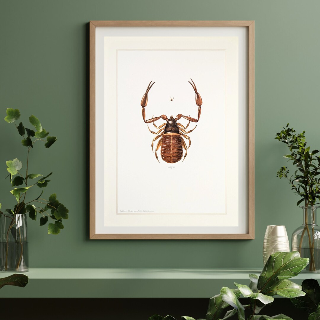 Book Scorpion Original Print From 1956 Vintage Poster Insects Old ...