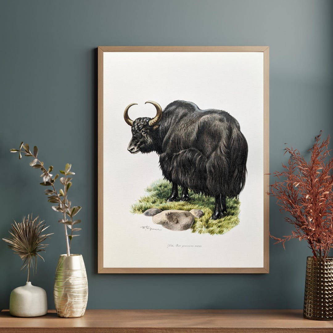 Yak Vintage Animal Print Wild Cattle Lithograph Wildlife Illustration ...