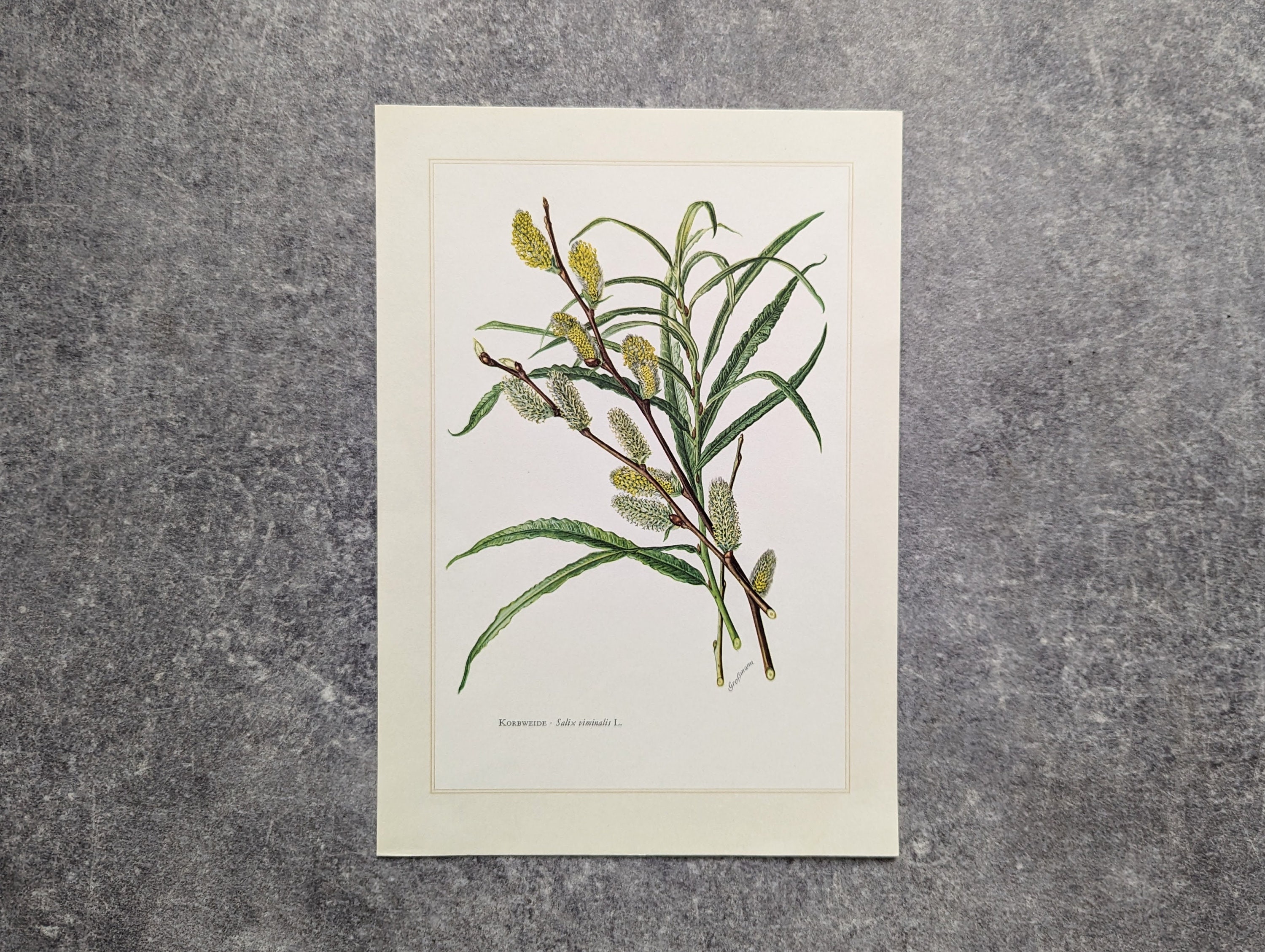 Willow Botanical Print From 1959 Vintage Poster Original Wicker ...