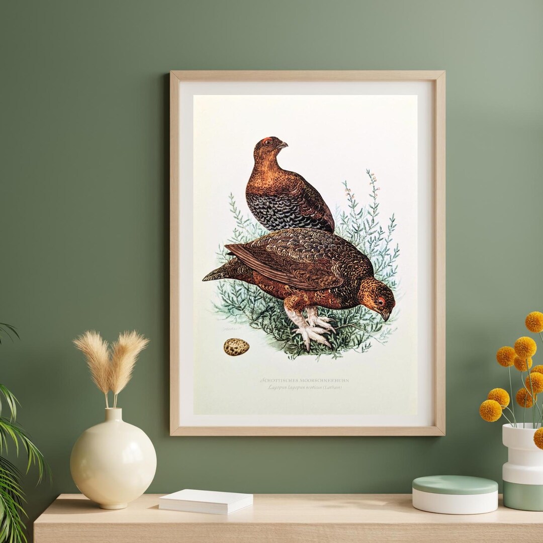 Red Grouse Old Bird Print Wild Grouse Vintage Lithograph From 1952 Wild ...