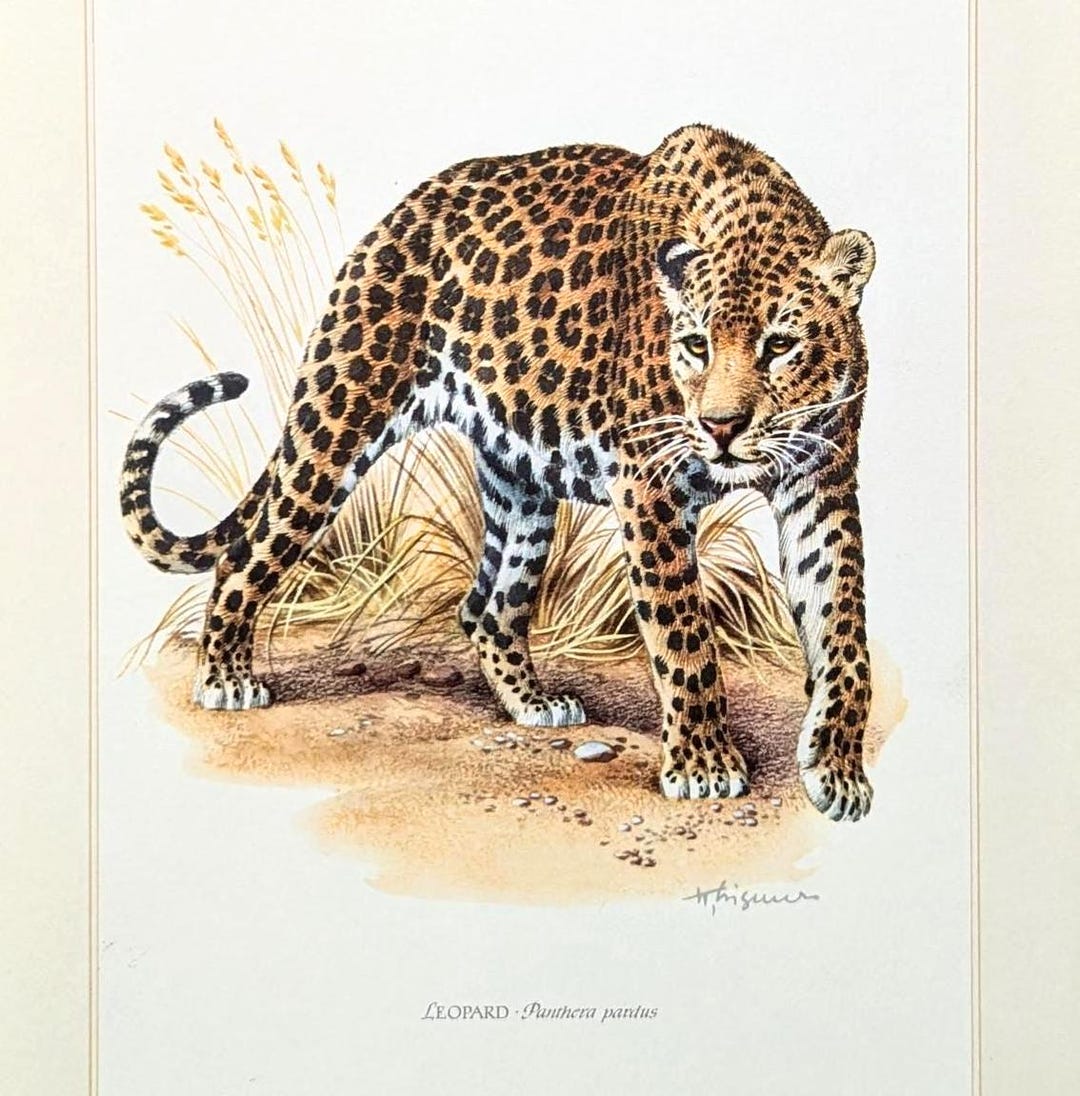 Leopard Vintage Animal Print From 1959 Original Lithograph Big Cat ...
