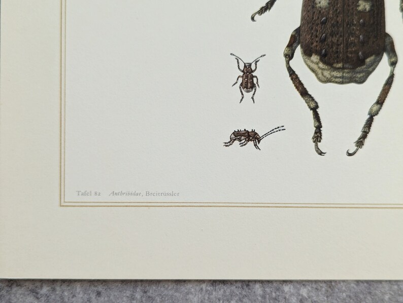 Broad-billed Weevil Original Print From 1956 Vintage Poster Beetle Old ...