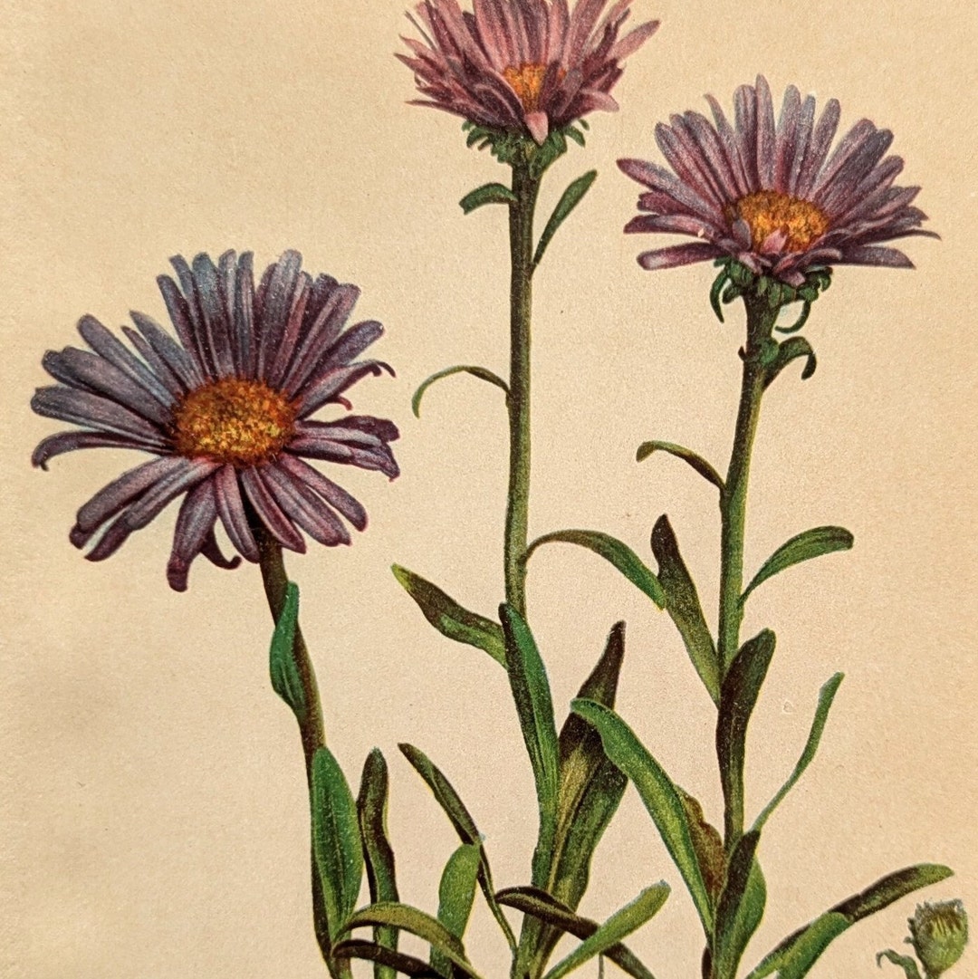Aster Vintage Plant Print From 1897 Wildflower Original Lithograph Wild Plant Botanical ...