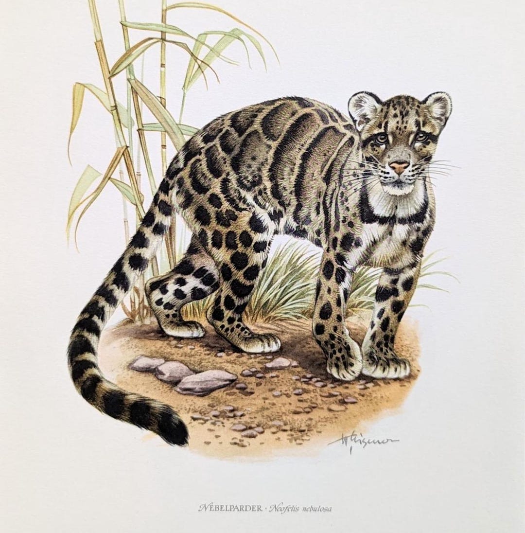 Clouded Leopard Vintage Animal Print Antique Lithograph Predators Old ...