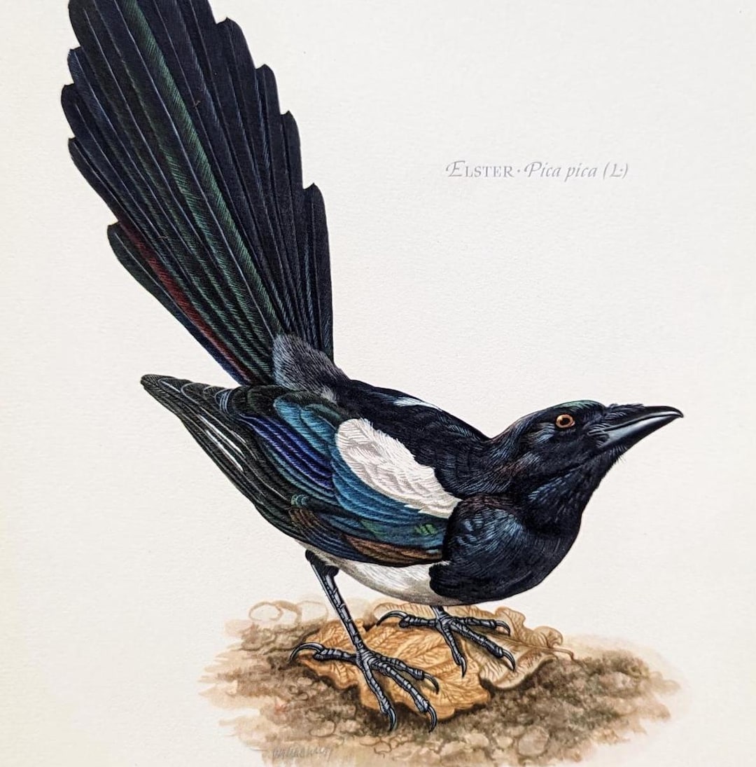 Magpie Vintage Bird Print Wild Bird From 1952 Antique Lithograph Raven ...