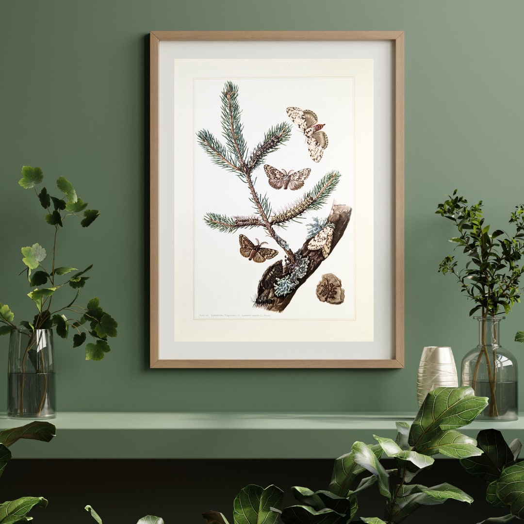 Nun Moth Historical Print From 1956 Vintage Poster Original Butterflies ...